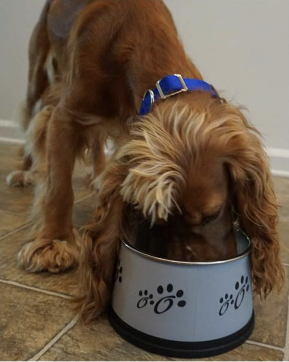 Top 5 Bowls for Long-Eared Dogs to Minimize Mess! - Rocky Kanaka