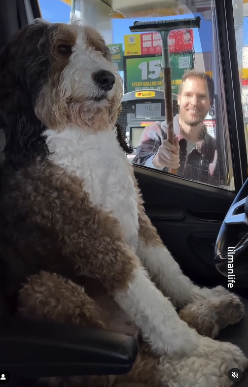 These are the 11 Biggest Doodles Breeds in the World - Rocky Kanaka