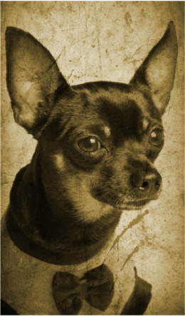 Top 100 Vintage Dog Names & Classic Dog Names for Your Furry Friend ...