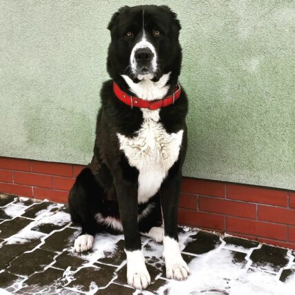 This Dog Was Bred by Mother Nature. Meet the Alabai, the Central Asian ...
