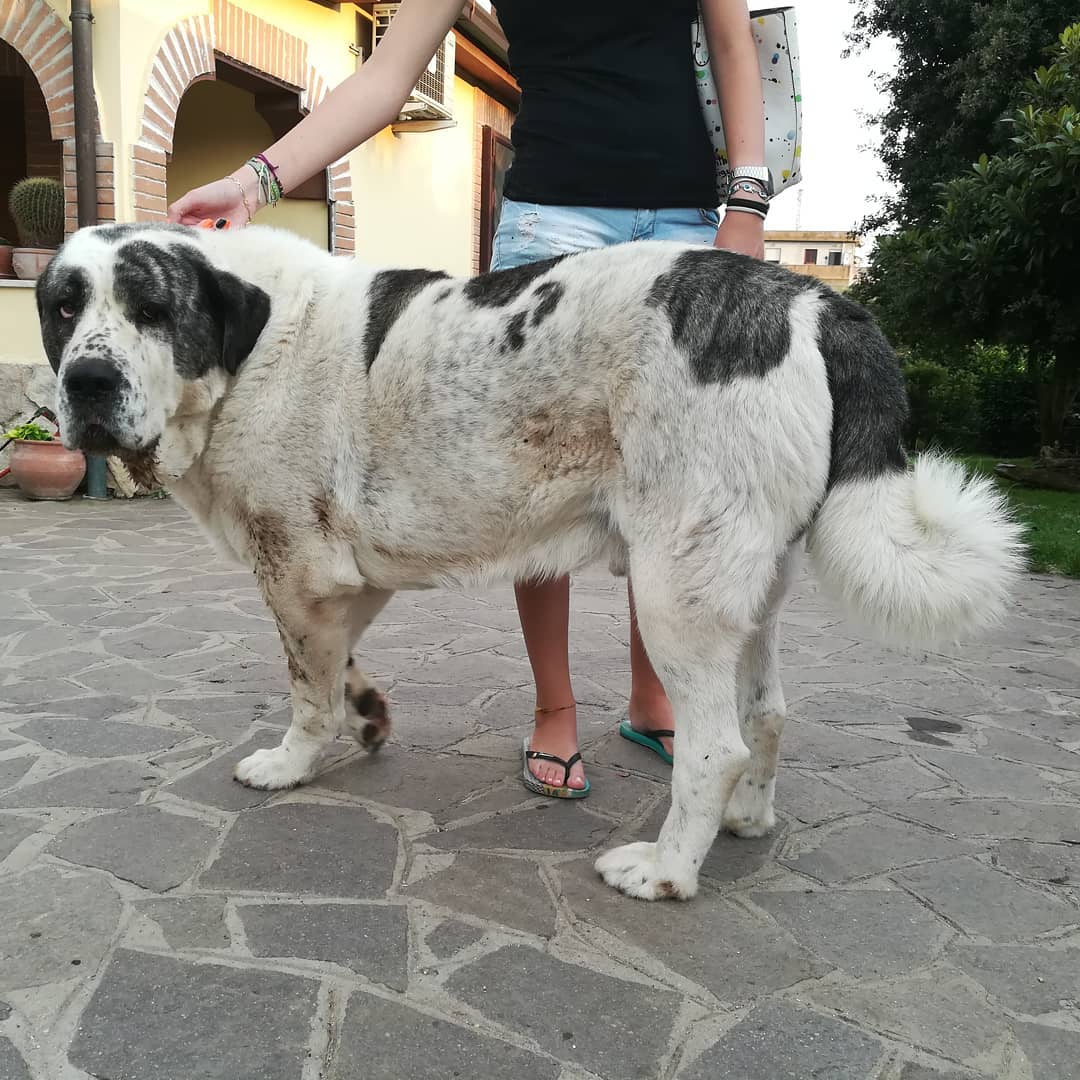 This Dog Was Bred by Mother Nature. Meet the Alabai, the Central Asian ...