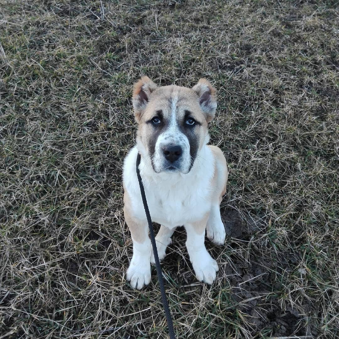 This Dog Was Bred by Mother Nature. Meet the Alabai, the Central Asian ...