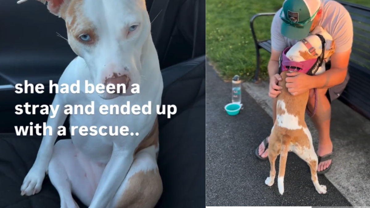 Deaf Dog that ‘Nobody Wanted’ Finds True Happiness With Loving Family ...