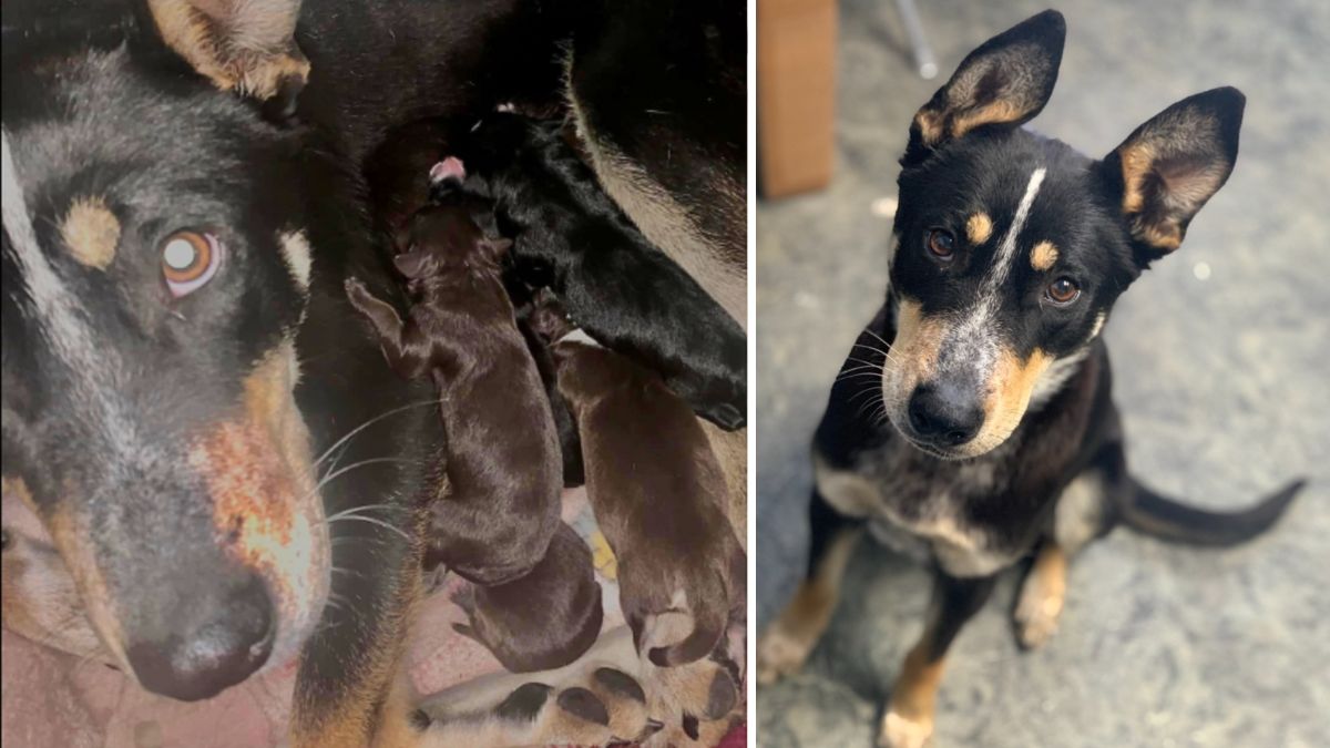 Gorgeous Mama Dog Desperate for Home Months After All Her Puppies Got ...