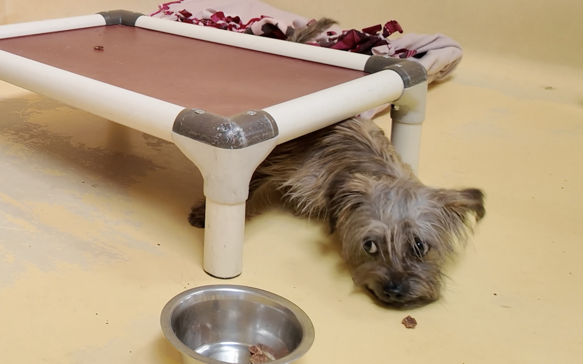 Watch the moment this scared Yorkie decides to come out of hiding 🥹 ...