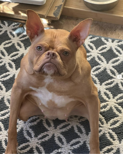 8 Dogs Without Necks You Need to See - Rocky Kanaka