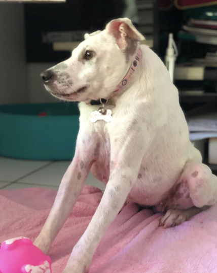 8 Dogs Without Necks You Need to See - Rocky Kanaka