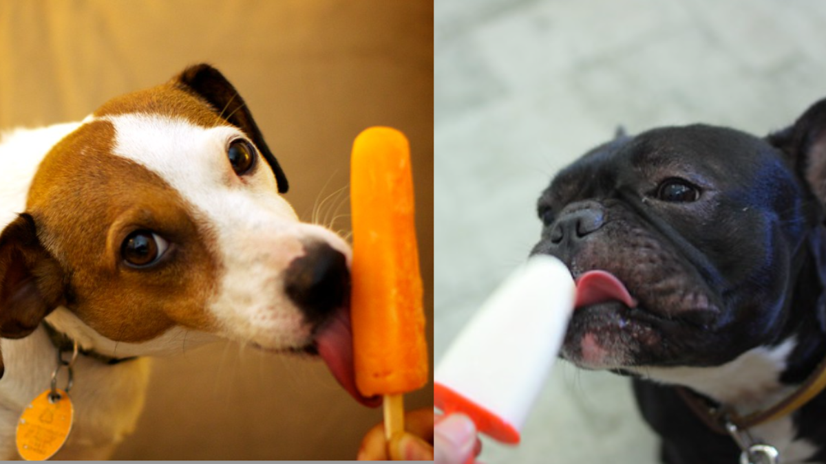 10 Delicious Homemade Pupsicle Recipes To Cool Your Dog Down All Summer ...