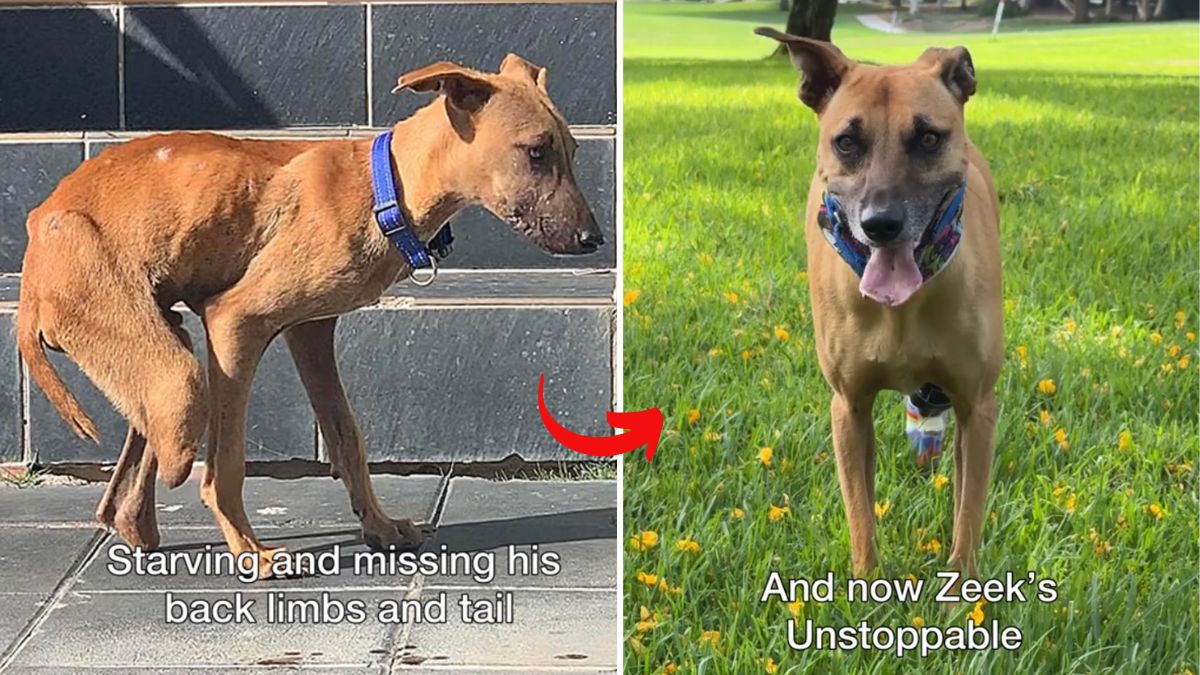 Dog Rescued in Remote Island With Missing Hind Limbs Now Living Life to ...