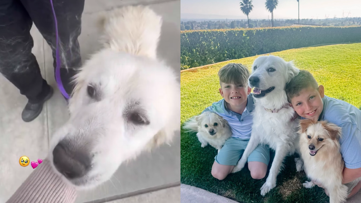 From Tragedy to Triumph: Great Pyrenees' Heartwarming Adoption Story ...