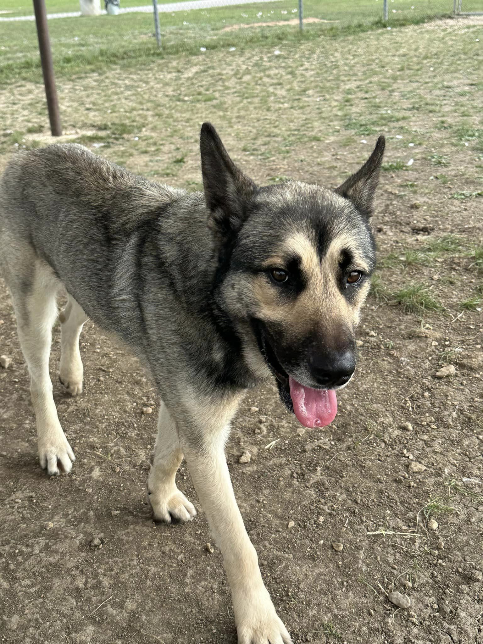 Luffy up for Adoption - Rocky Kanaka