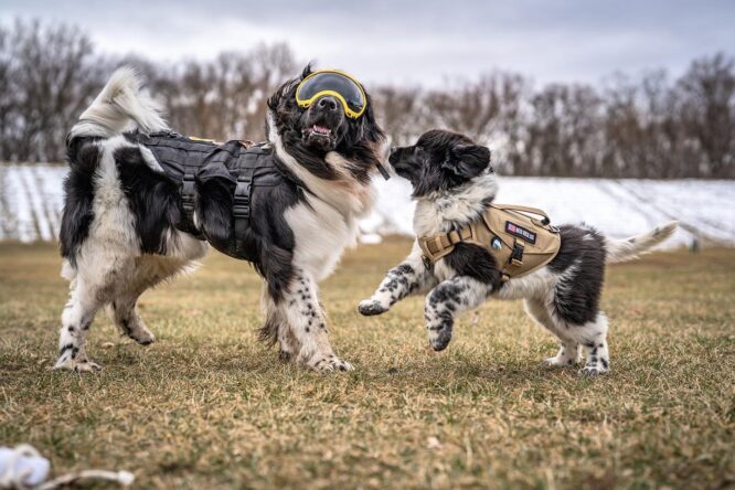 This Big Brave Dog Breed May Be the Answer to America's Lifeguard ...