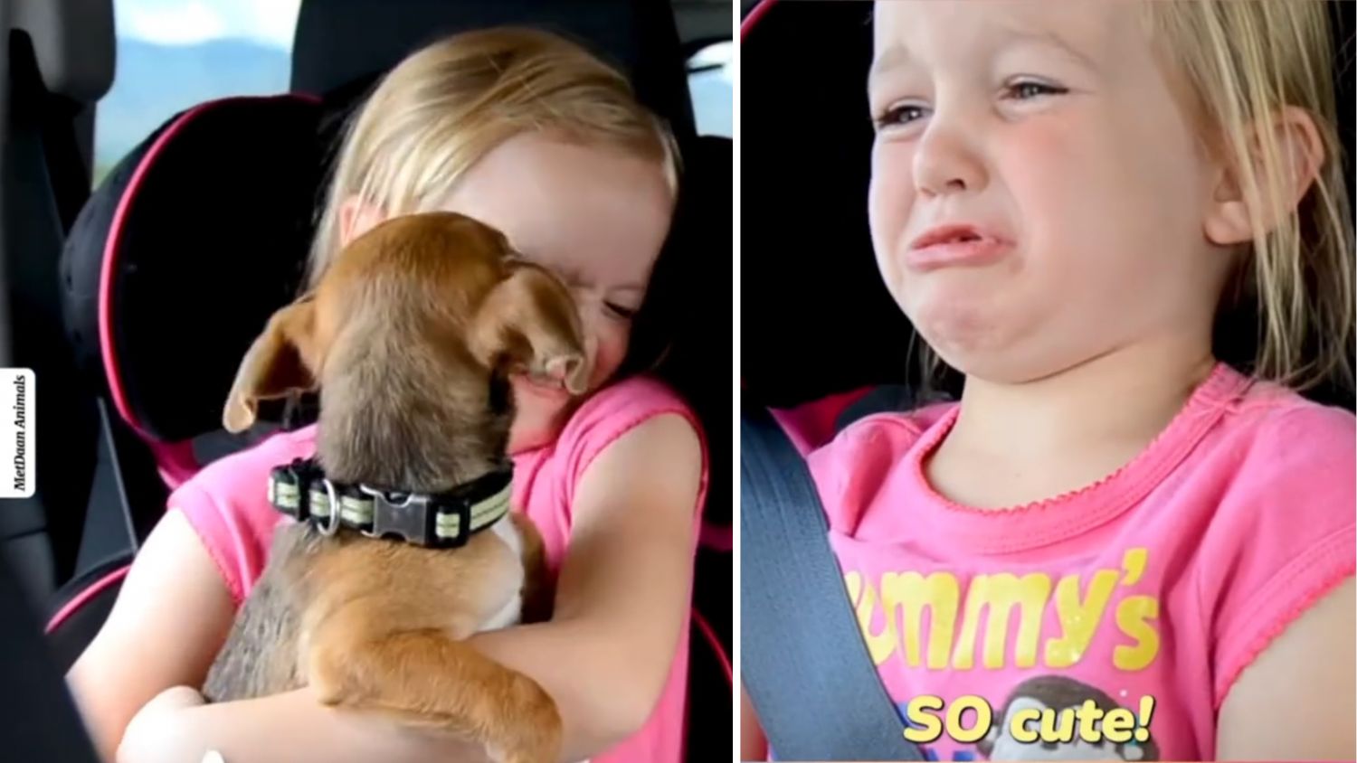 Priceless Reaction When Toddler Discovers That Shelter Dog Is Finally ...
