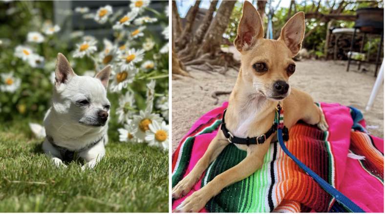 Apple Head Chihuahuas: Tiny Dogs with Surprisingly Big Brains! - Rocky ...