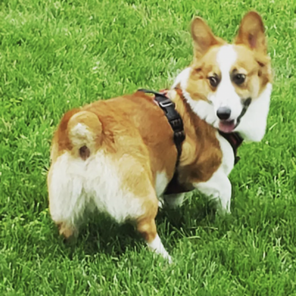 19 Adorable Corgi Butts That'll Make You Smile! - Rocky Kanaka