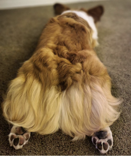 19 Adorable Corgi Butts That'll Make You Smile! - Rocky Kanaka