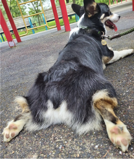 19 Adorable Corgi Butts That'll Make You Smile! - Rocky Kanaka