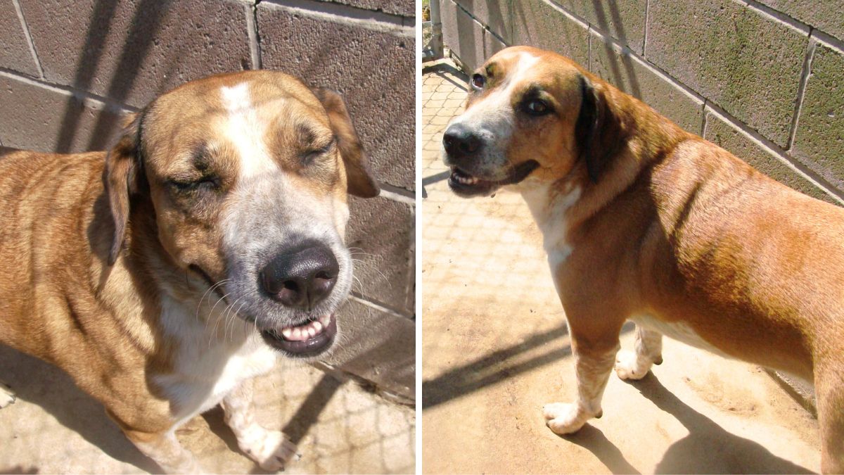 SNIPPY up for Adoption - Rocky Kanaka