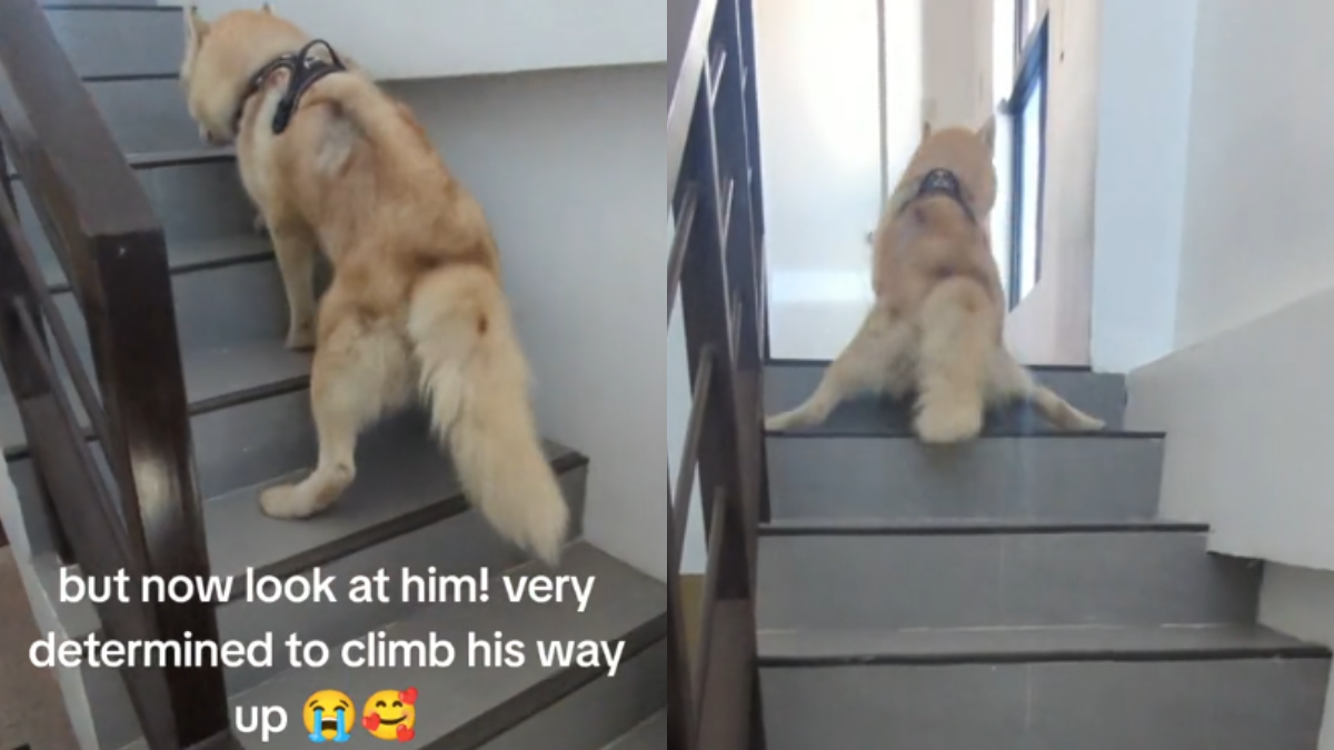 Happy Tears as Malnourished Stray Husky With Tick Paralysis Finally ...