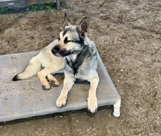 Luffy up for Adoption - Rocky Kanaka