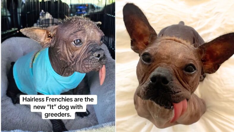 This Hairless French Bulldog Was Too 'Ugly' to Sell - Now Everyone ...