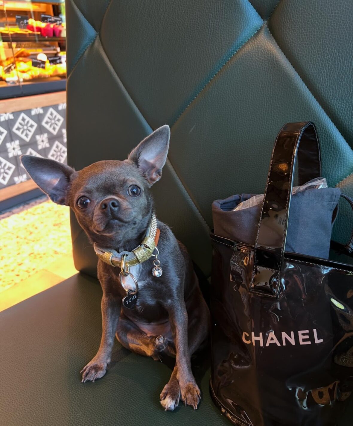 Apple Head Chihuahuas: Tiny Dogs with Surprisingly Big Brains! - Rocky ...
