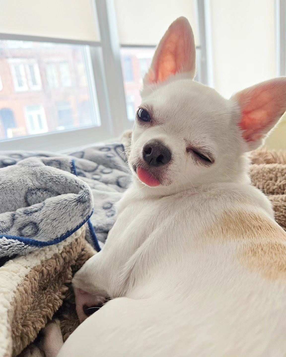 Apple Head Chihuahuas: Tiny Dogs with Surprisingly Big Brains! - Rocky ...