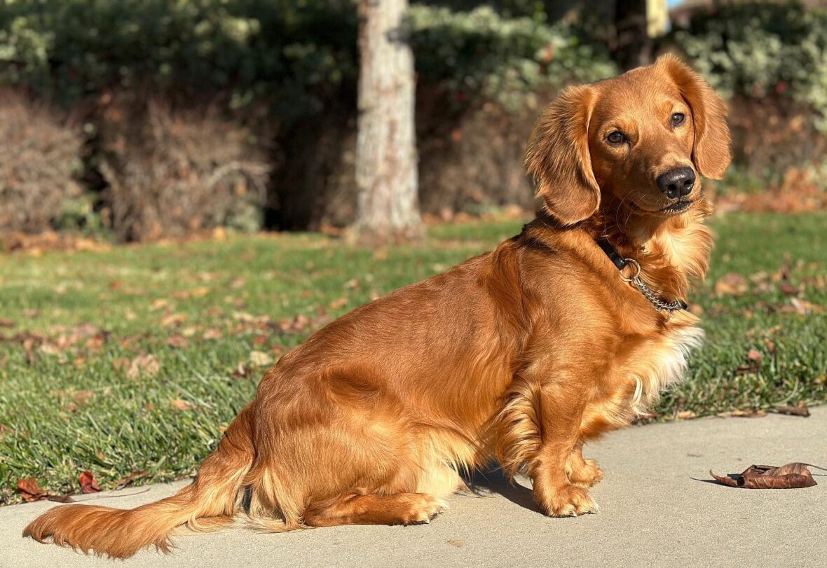 Designer Dogs Gone Wild: Exploring the Golden Retriever-Dachshund Hybrid - Rocky Kanaka