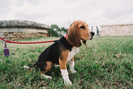 How Long Do Beagles Live? Here’s Everything You Should Know About the ...