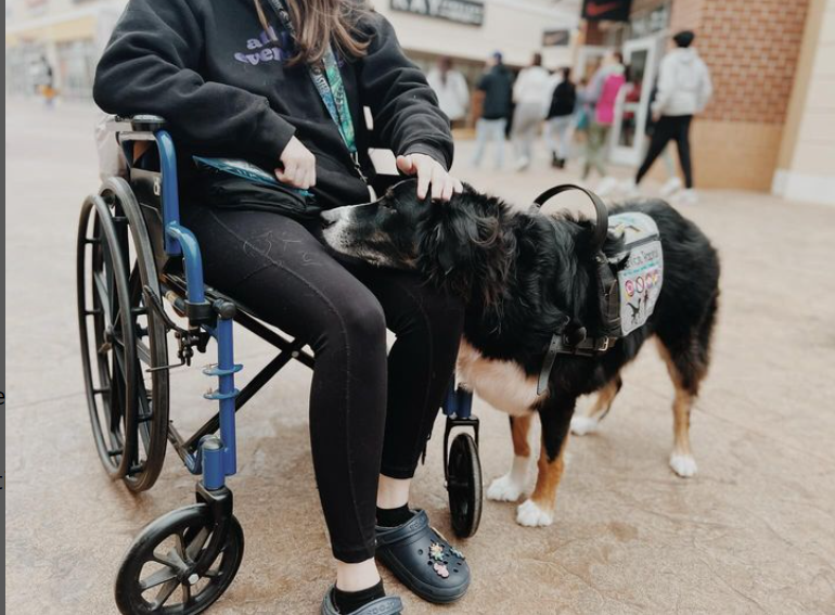 Why Viral ‘Fake Service Dog’ Videos Might Be Misleading—Here’s the ...