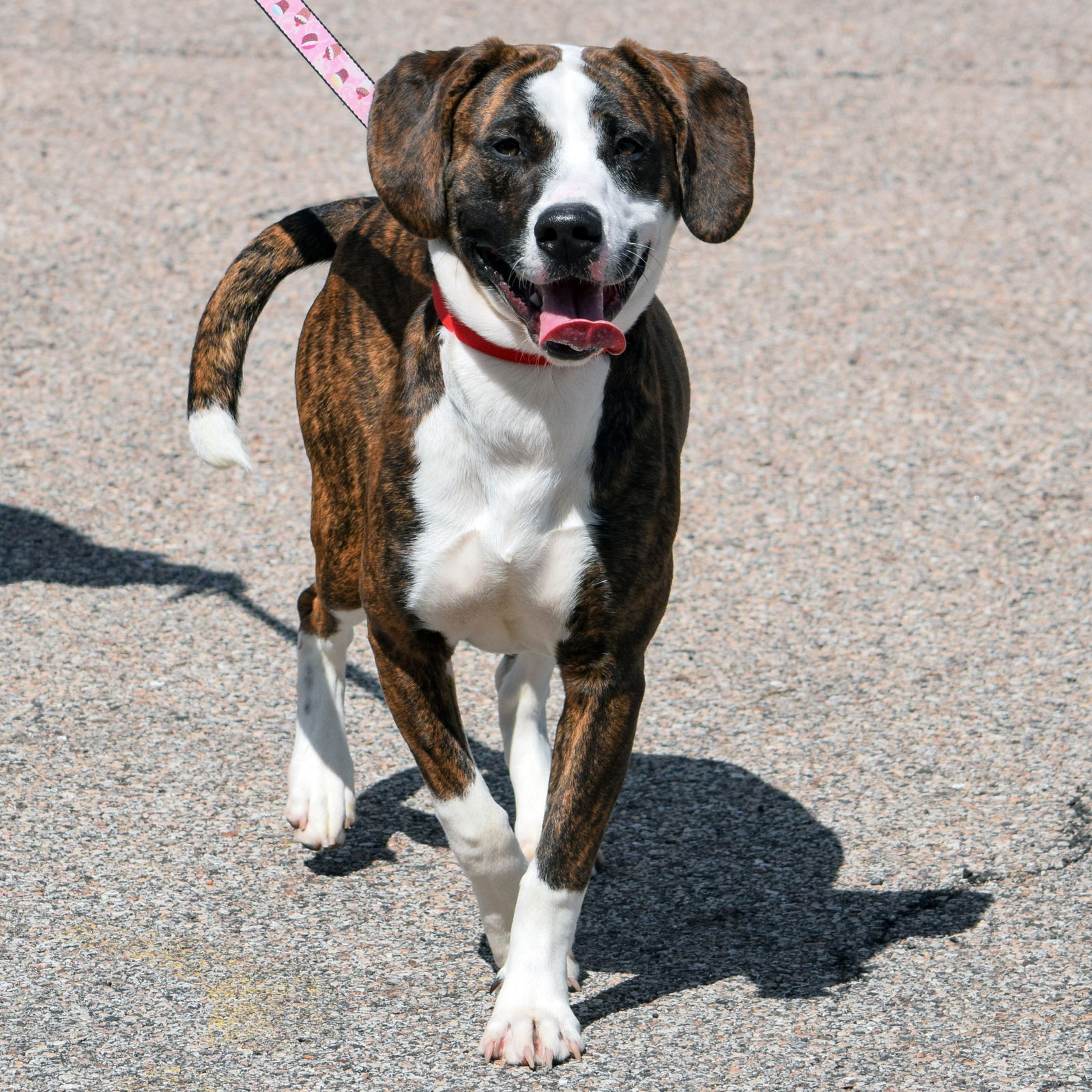 Jepetto up for Adoption - Rocky Kanaka