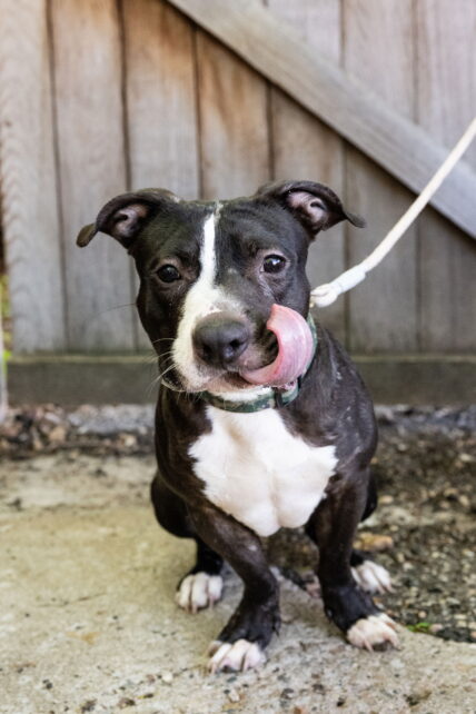 After Surviving Severe Abuse, This Forgiving Pitbull Still Loves ...