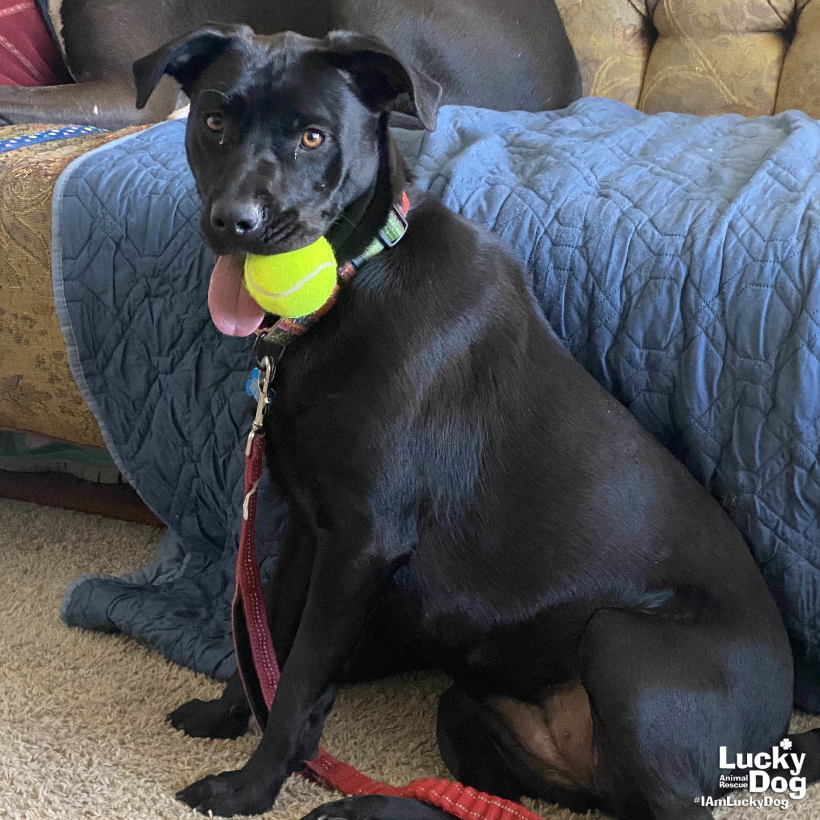 Lady up for Adoption - Rocky Kanaka