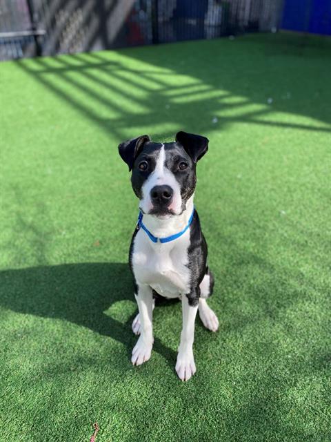 CROW up for Adoption - Rocky Kanaka
