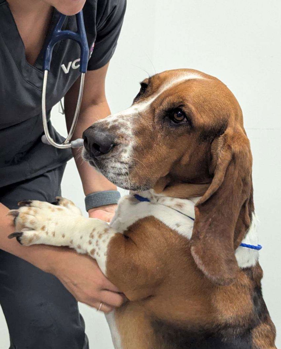 Fred (basset Sept 2024) up for Adoption - Rocky Kanaka