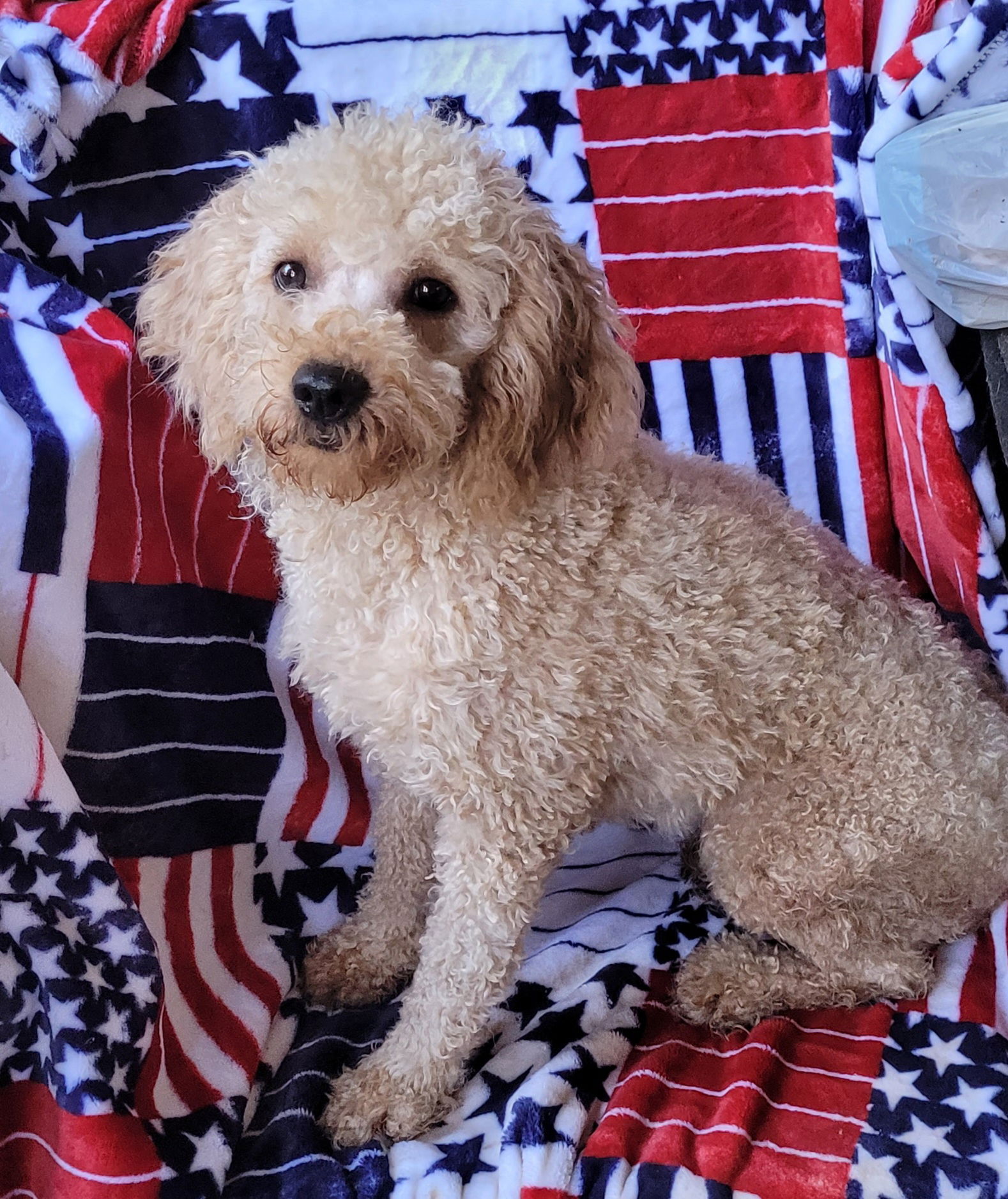 MARTINA Mini Goldendoodle up for Adoption - Rocky Kanaka
