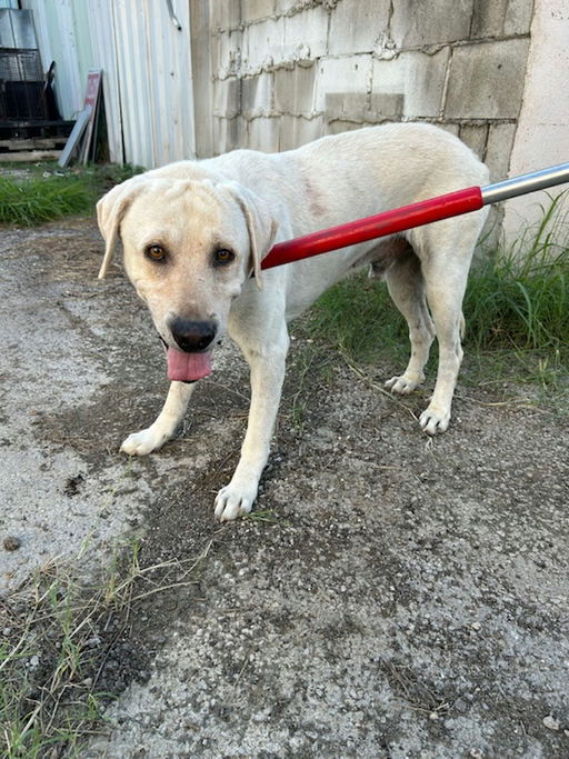 Adrian / Albert up for Adoption - Rocky Kanaka