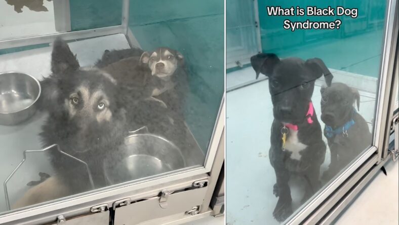 Black Fur, Big Hearts: Overcoming the Stigma of Black Dog Syndrome ...