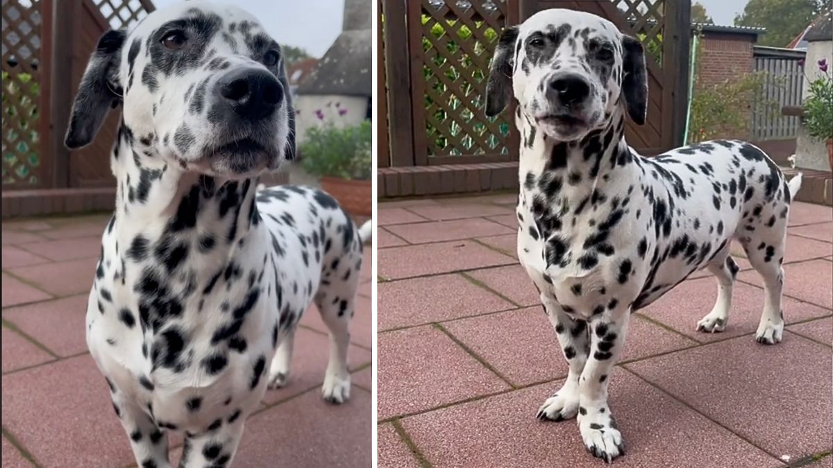 This Dalmatian’s Unique Size Is Due to Dwarfism in Dogs—Here’s What ...
