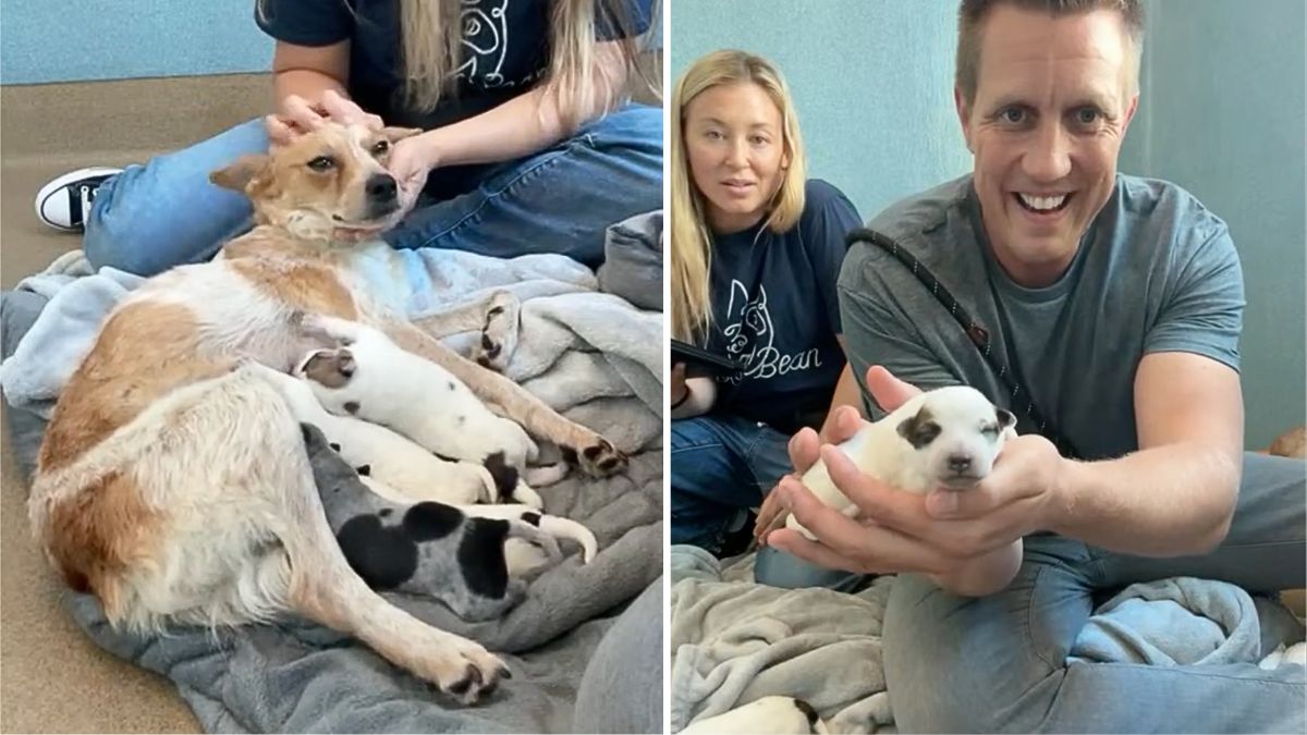Rescued After a Bus Accident, Brave Mama Dog Delivers Puppies in the ...