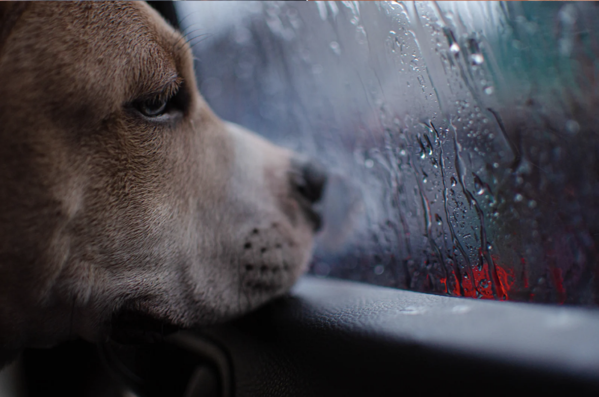 The #1 Reason Pets Are Left Behind During Disasters—And How to Avoid It ...