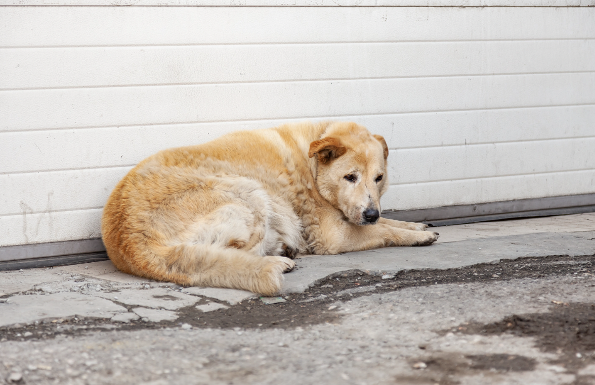 The #1 Reason Pets Are Left Behind During Disasters—And How to Avoid It ...