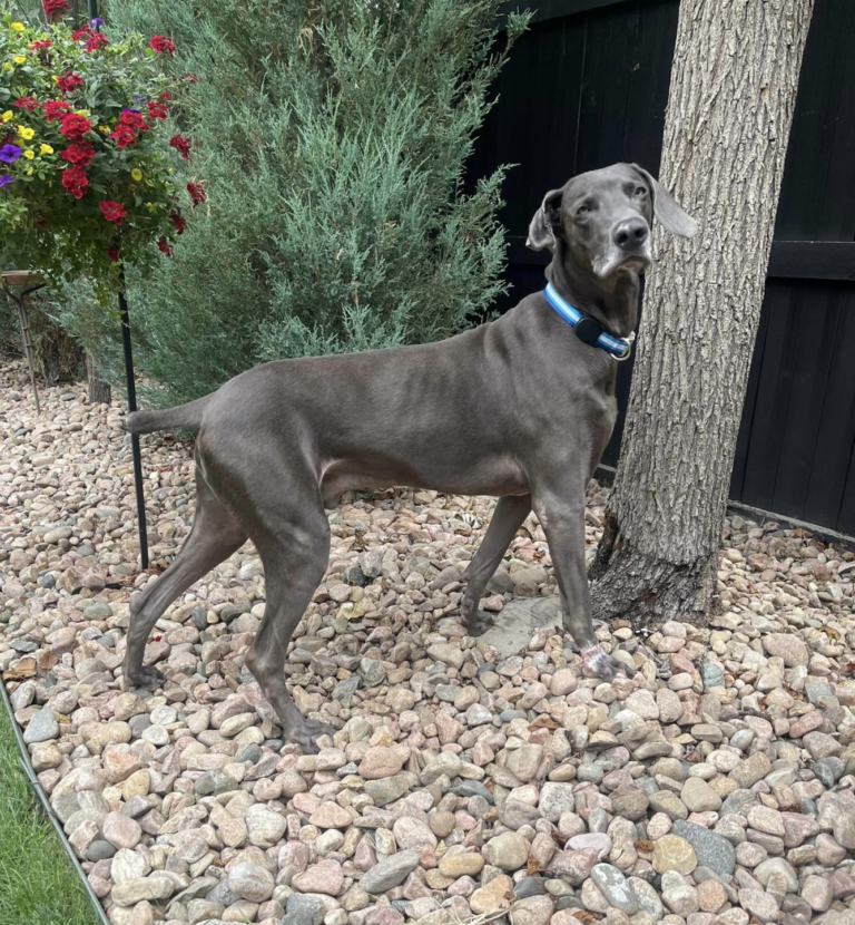 Too Skinny to Thrive? How This Weimaraner Fought for His Life—Now He ...