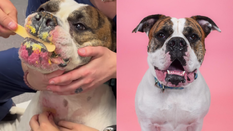 Hero Dog Saved Many Lives with Her Blood Donations—Now She Needs a Family to Save HER! - Rocky ...