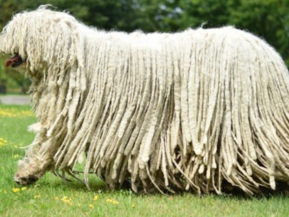 This Komondor Dog Turns Heads Everywhere She Goes, Her Owner Couldn’t ...