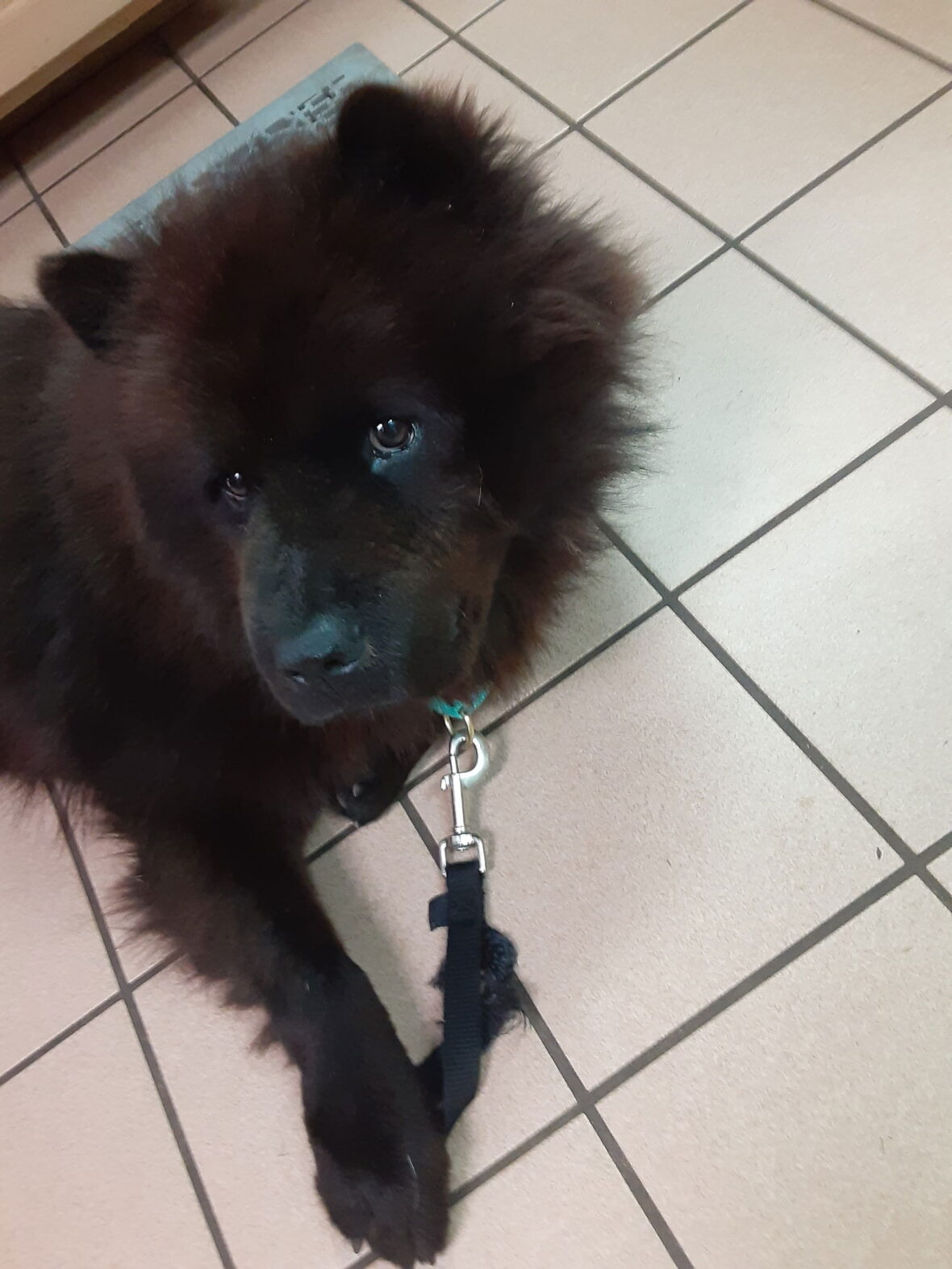 HARLEY up for Adoption - Rocky Kanaka