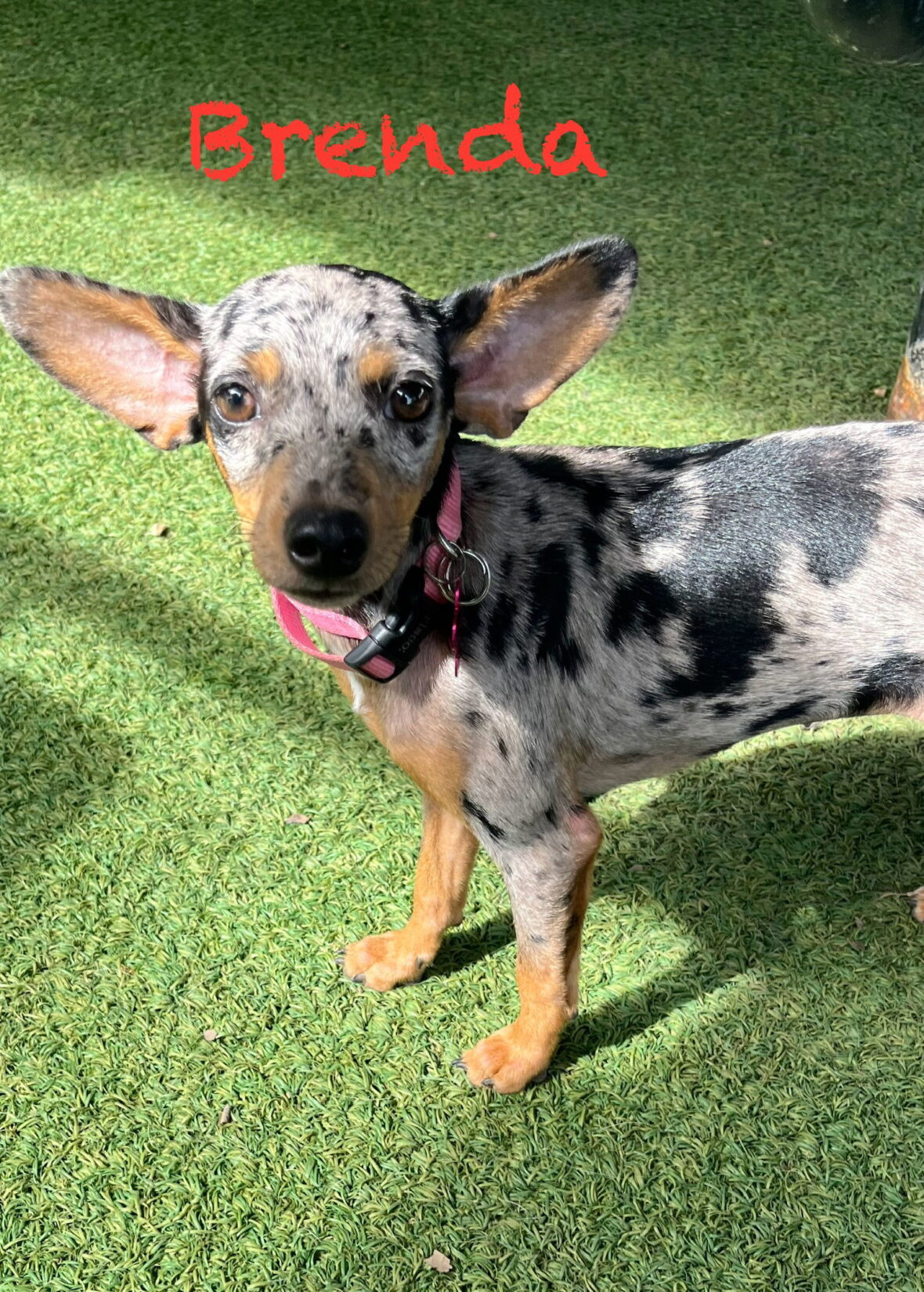 Brenda up for Adoption - Rocky Kanaka