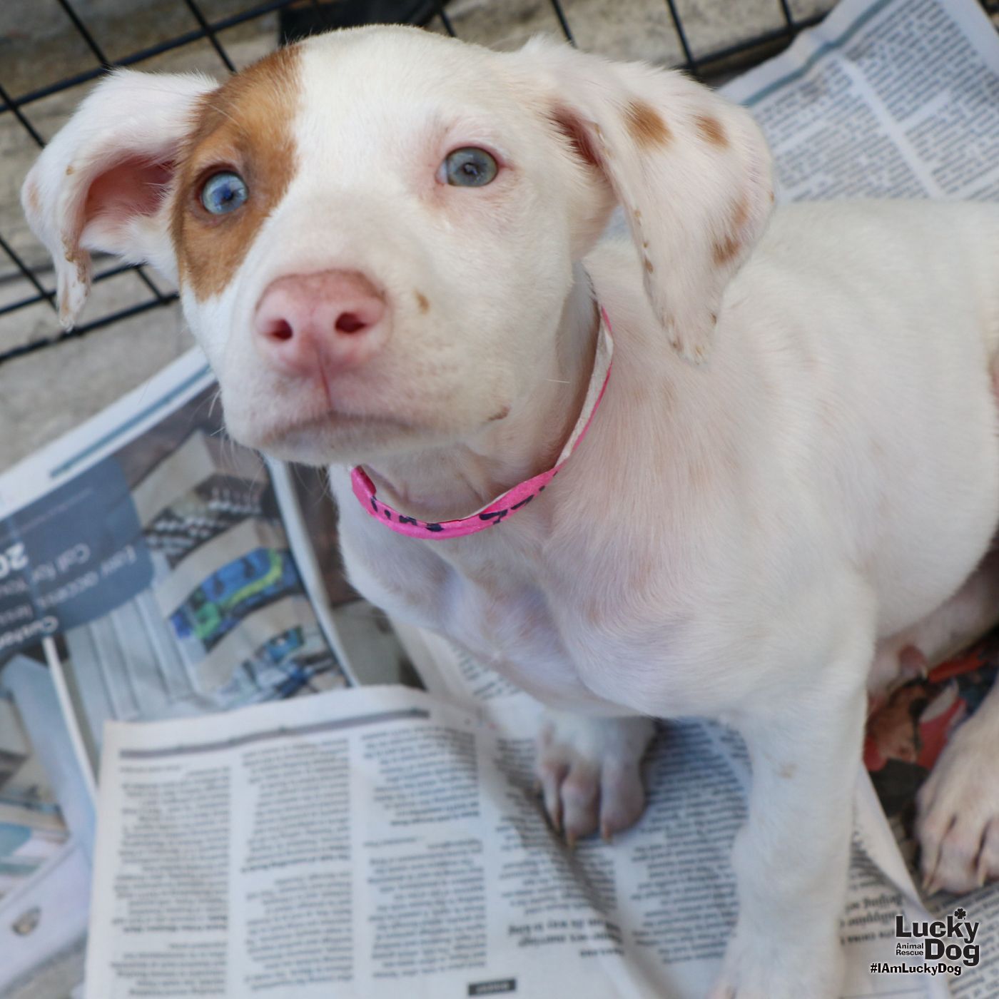 Tina up for Adoption - Rocky Kanaka