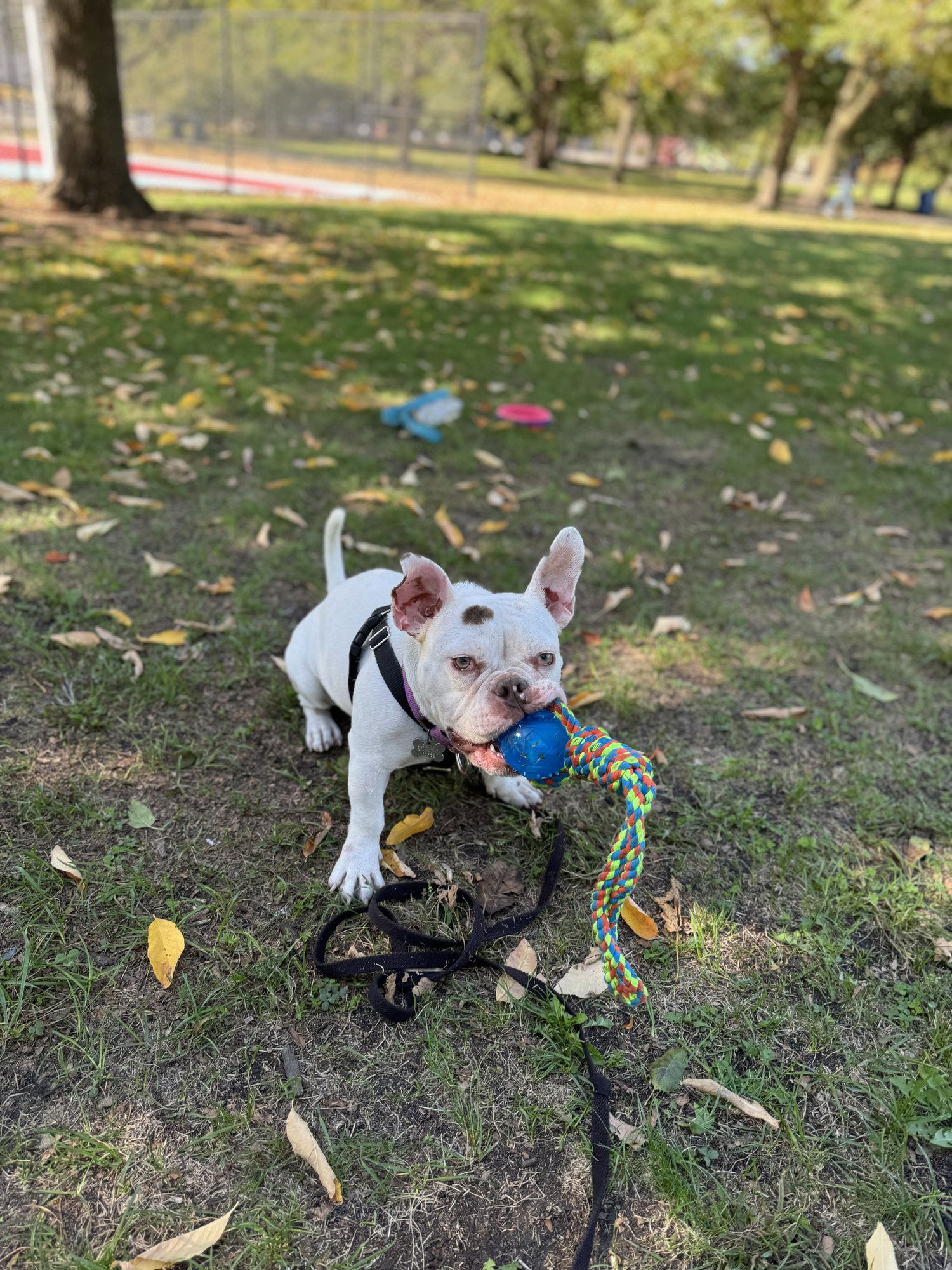 Matilda up for Adoption - Rocky Kanaka