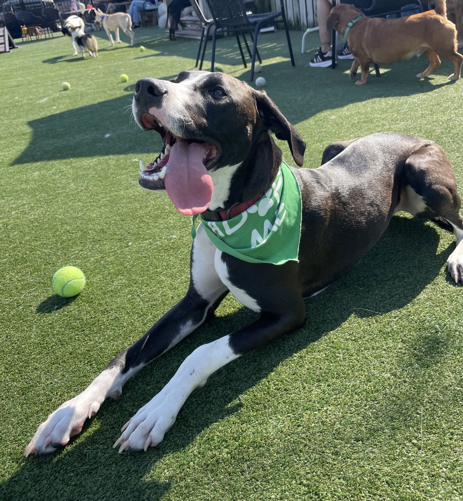 Jason up for Adoption - Rocky Kanaka